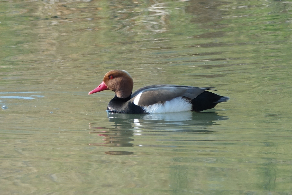 Couple de canards "nette rousse" en Camargue - LES SAINTES, notre village